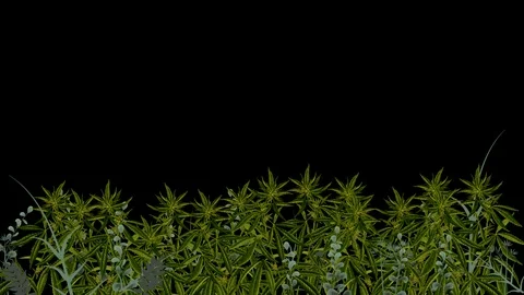 Marijuana Leaf Pattern Stock Footage ~ Royalty Free Stock Videos | Pond5