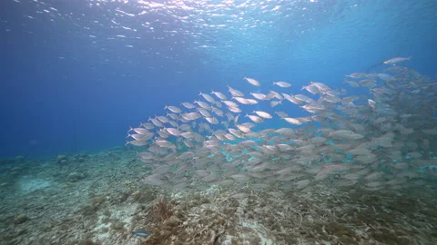 Seascape with Bait Ball, School of Fish ... | Stock Video | Pond5