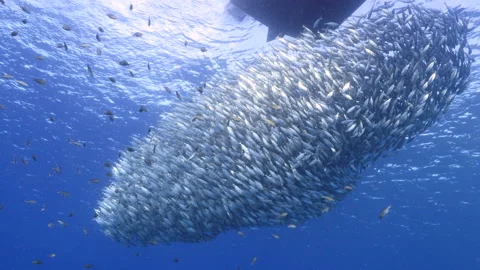 Seascape with Bait Ball, School of Fish,... | Stock Video | Pond5