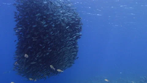 Seascape with Bait Ball, School of Fish,... | Stock Video | Pond5