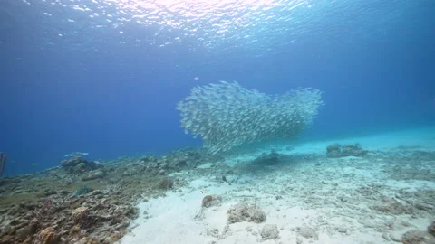 Seascape with Bait Ball, School of Fish,... | Stock Video | Pond5