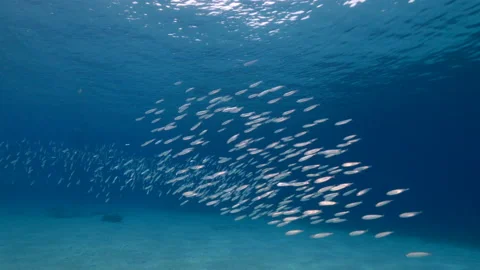 Seascape with Bait Ball, School of Fish,... | Stock Video | Pond5