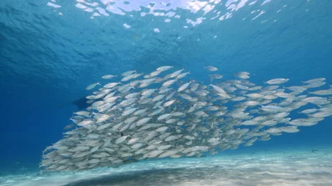 Seascape with Bait Ball, School of Fish,... | Stock Video | Pond5