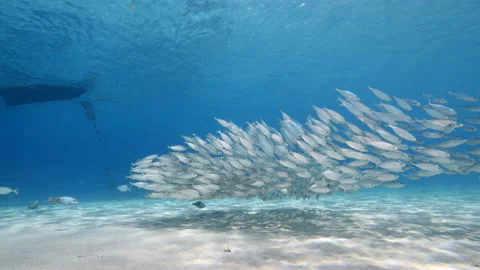 Seascape with Bait Ball, School of Fish,... | Stock Video | Pond5