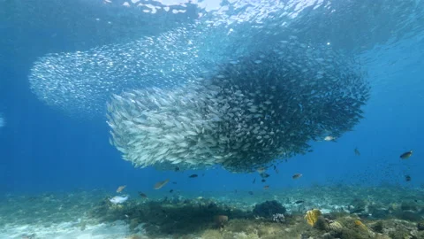 Seascape with Bait Ball, School of Fish,... | Stock Video | Pond5