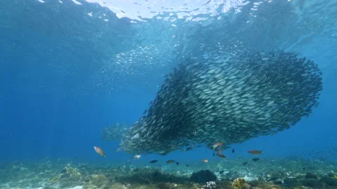 Seascape with Bait Ball, School of Fish,... | Stock Video | Pond5