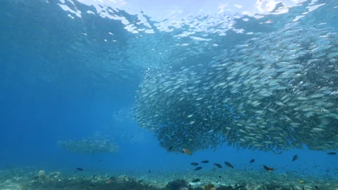 Seascape with Bait Ball, School of Fish,... | Stock Video | Pond5