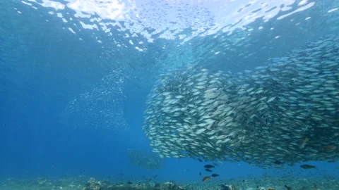 Seascape with Bait Ball, School of Fish,... | Stock Video | Pond5