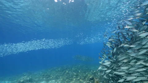 Seascape with Bait Ball, School of Fish,... | Stock Video | Pond5