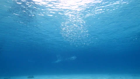 Seascape with Bait Ball, School of Fish,... | Stock Video | Pond5