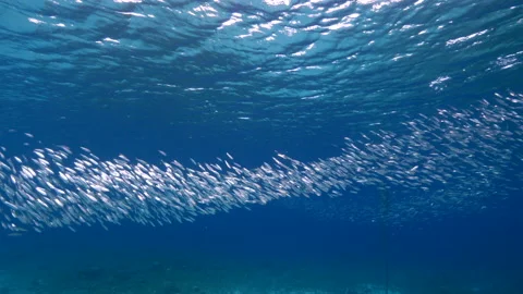 Seascape with Bait Ball, School of Fish,... | Stock Video | Pond5