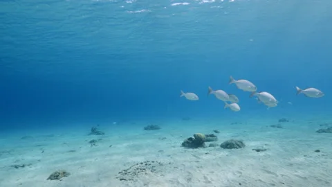 Seascape with Bait Ball, School of Fish,... | Stock Video | Pond5