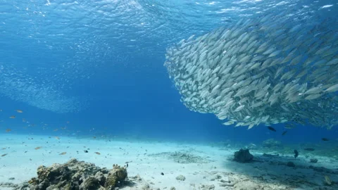 Seascape with Bait Ball, School of Fish,... | Stock Video | Pond5