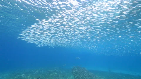 Seascape with Bait Ball, School of Fish,... | Stock Video | Pond5