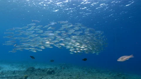 Seascape with Bait Ball, School of Fish,... | Stock Video | Pond5