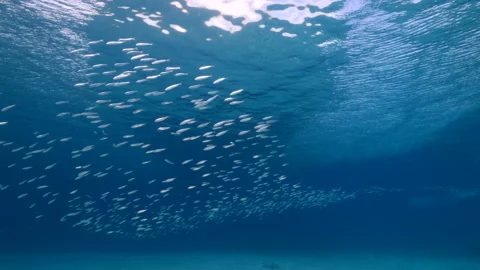 Seascape with Bait Ball, School of Fish,... | Stock Video | Pond5