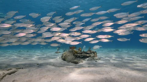 Seascape with Bait Ball, School of Fish,... | Stock Video | Pond5
