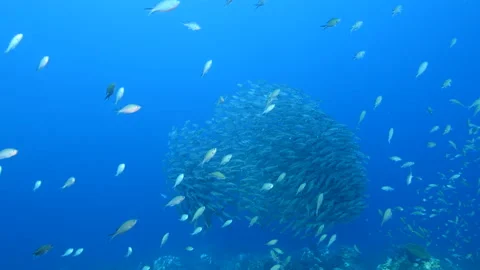 Seascape with Bait Ball, School of Fish,... | Stock Video | Pond5