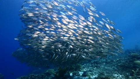 Seascape with Bait Ball, School of Fish,... | Stock Video | Pond5