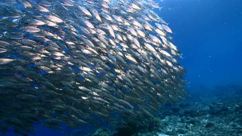 Seascape with Bait Ball, School of Fish,... | Stock Video | Pond5