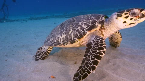 Seascape with Hawksbill Sea Turtle in th... | Stock Video | Pond5