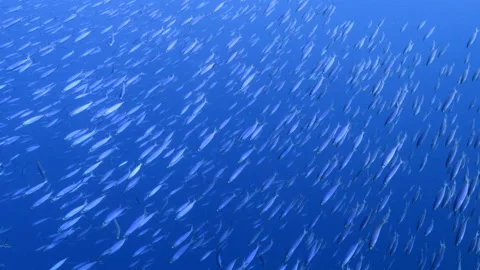 Seascape with School of Boga Fish in the... | Stock Video | Pond5