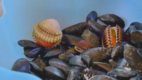Seashell moving with its orange muscle t... | Stock Video | Pond5