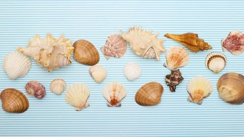 Seashells falling on blue background - S... | Stock Video | Pond5