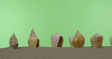 Seashells sticking out of the beach sand... | Stock Video | Pond5