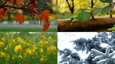 Seasons - collage with the image of natu... | Stock Video | Pond5