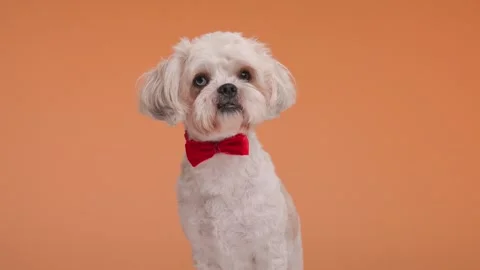 seated metis dog puppy wearing red bowti... | Stock Video | Pond5
