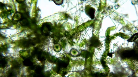 Seaweed Microscope Stock Footage ~ Royalty Free Stock Videos | Pond5