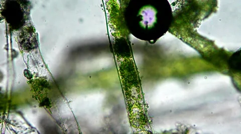 Algae Microscope Stock Footage ~ Royalty Free Stock Videos | Pond5