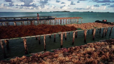 Seaweed algae drying table, sustainable ... | Stock Video | Pond5