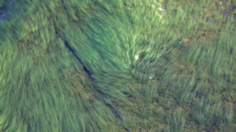 Seaweed billowing in the surge. | Stock Video | Pond5