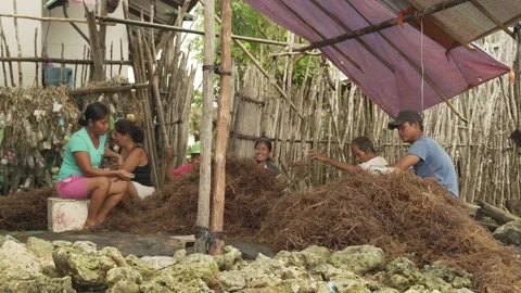 Seaweed farming community in Palawan, Ph... | Stock Video | Pond5