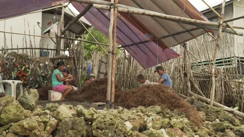 Seaweed farming community in Palawan, Ph... | Stock Video | Pond5