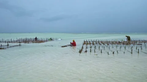 Seaweed farming in Paje beach, east Zanz... | Stock Video | Pond5