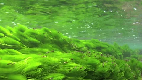 Seaweed moving underwater | Stock Video | Pond5