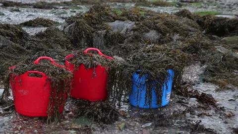 Seaweed in red and blue buckets on a sma... | Stock Video | Pond5