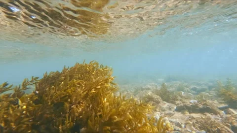 Seaweed in shallow water moving from the... | Stock Video | Pond5