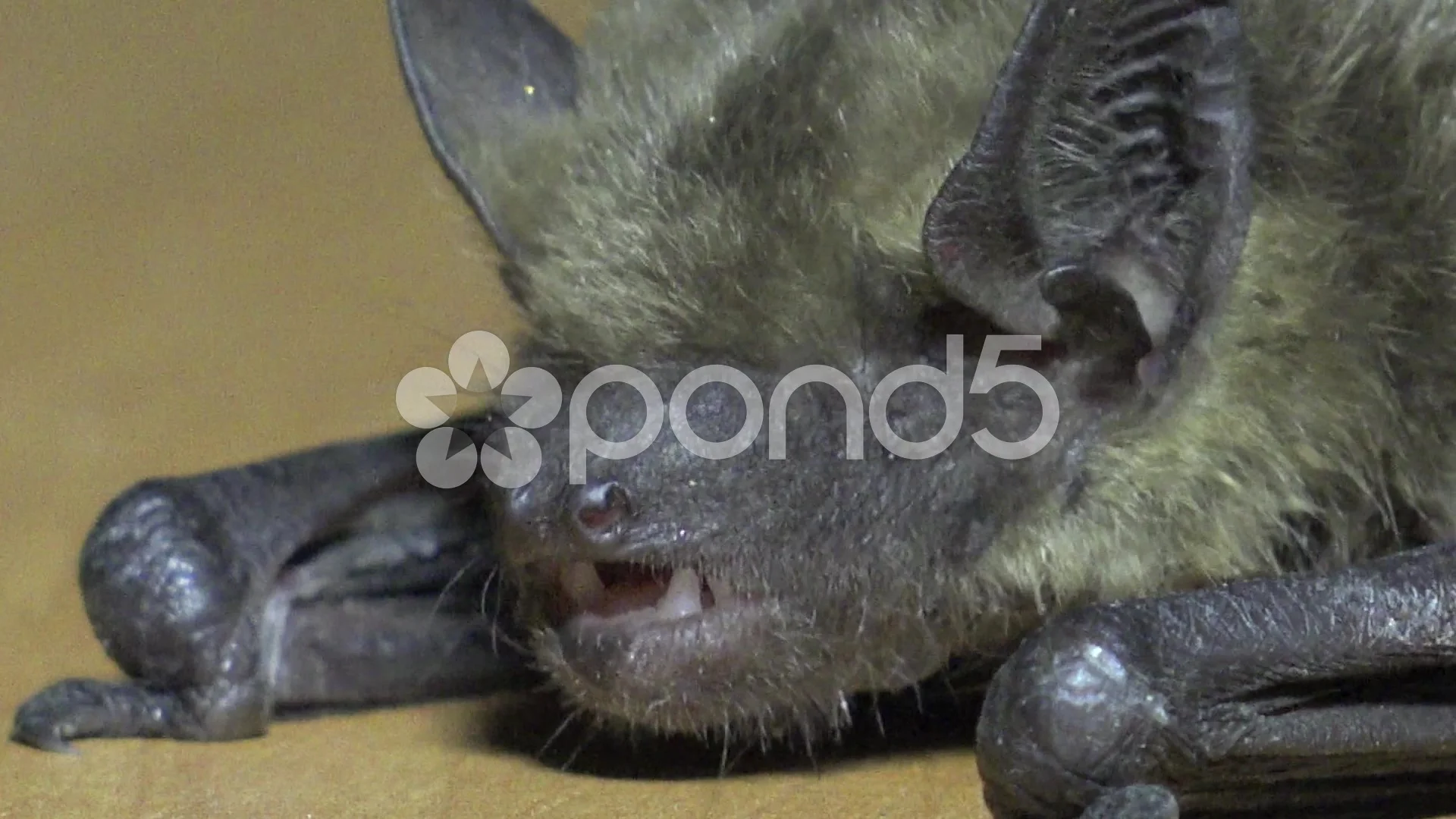 Sebas Short Tailed Bat Seba's Short Tailed Bat (Carollia