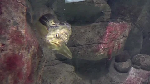 Sebastes Schlegeli in natural habitat un... | Stock Video | Pond5