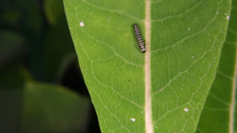 Second instar of Monarch caterpillar mol... | Stock Video | Pond5