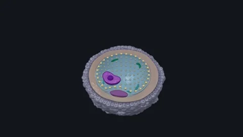 The secondary oocyte is the cell that is... | Stock Video | Pond5