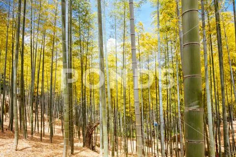 Secret Bamboo Forest of Fushimi Inari Shrine Stock Photo #108670740