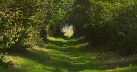 Secret secluded forest path green tree l... | Stock Video | Pond5