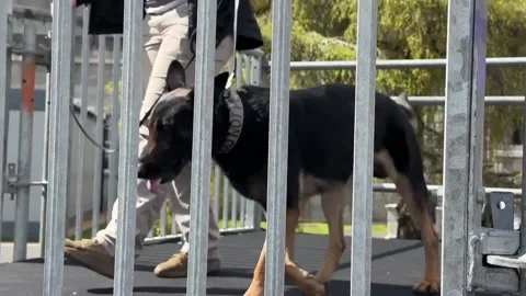 Secret Service dog sniffs media area bef... | Stock Video | Pond5