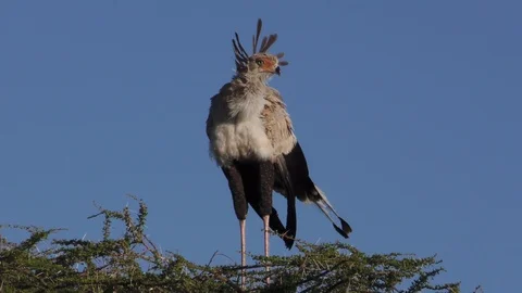 Secretary Bird Tanzania Stock Videos – Royalty-Free HD & 4K Videos | Pond5