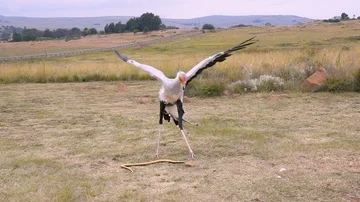 Secretary Bird Stock Videos – Royalty-Free HD & 4K Videos